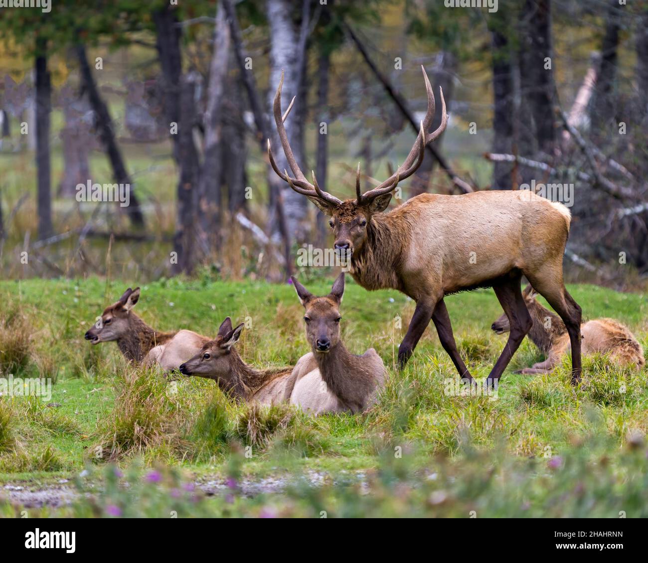 Elk mating hi-res stock photography and images - Alamy