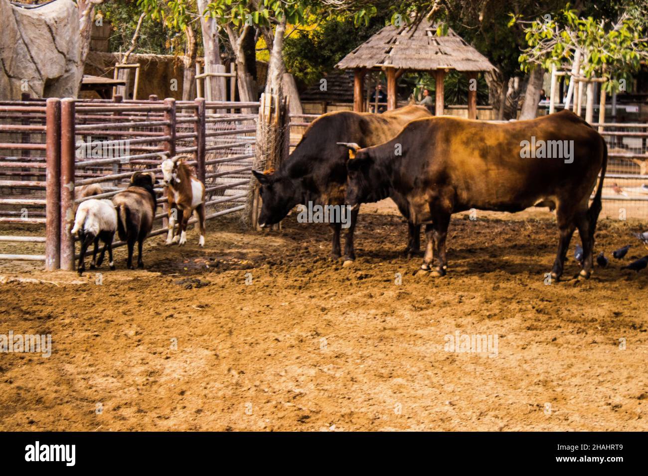 Limassol, Cyprus - December 12, 2021 Limassol Zoo, one of the biggest ...