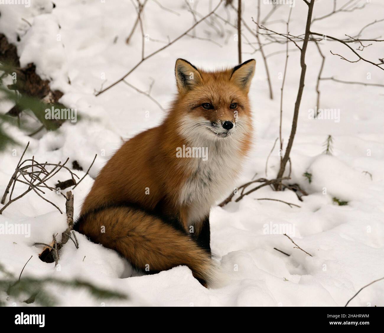 Red fox close-up sitting on snow in the winter season in its ...