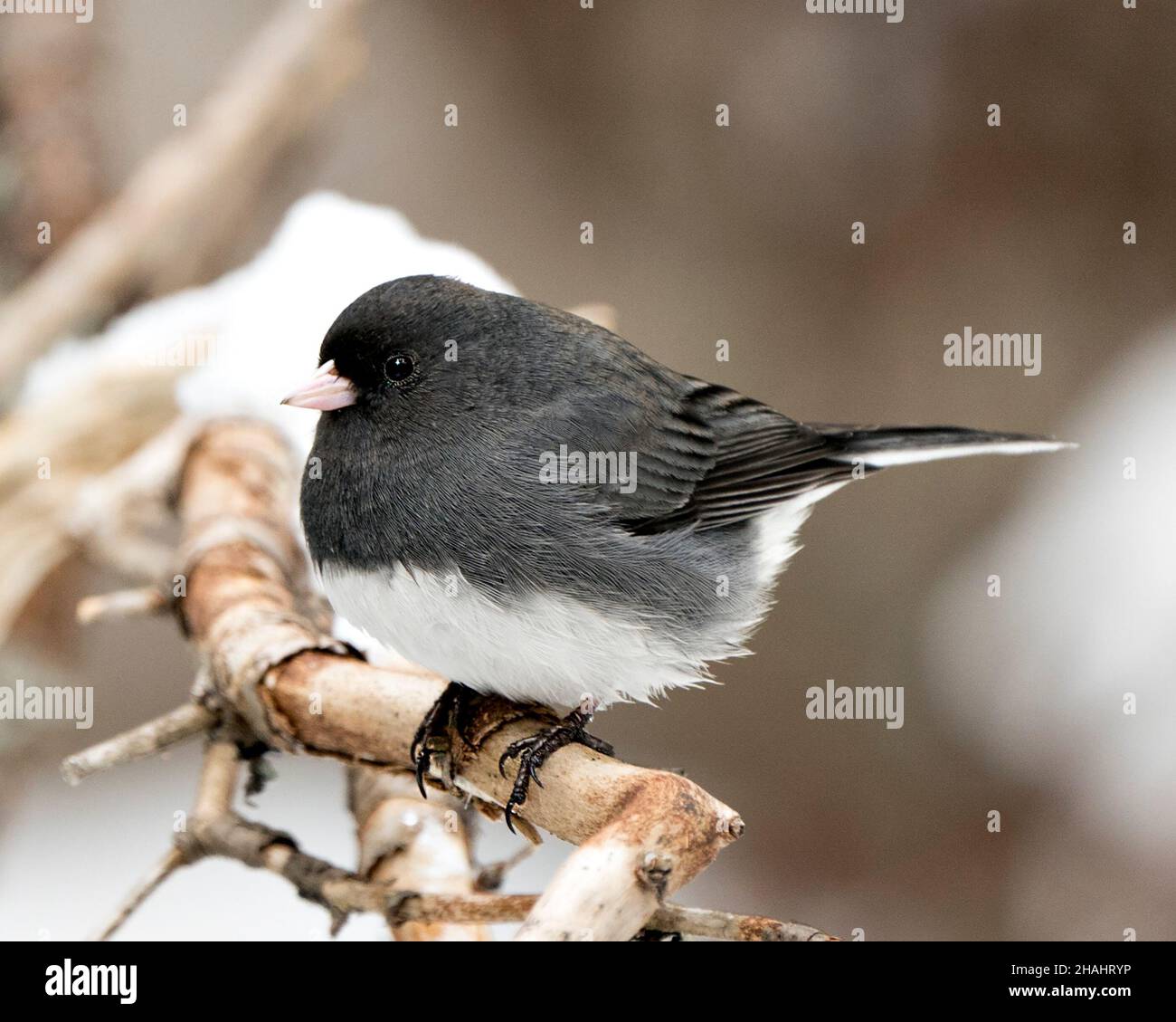 Junco female bird perched on a branch displaying grey feather plumage ...