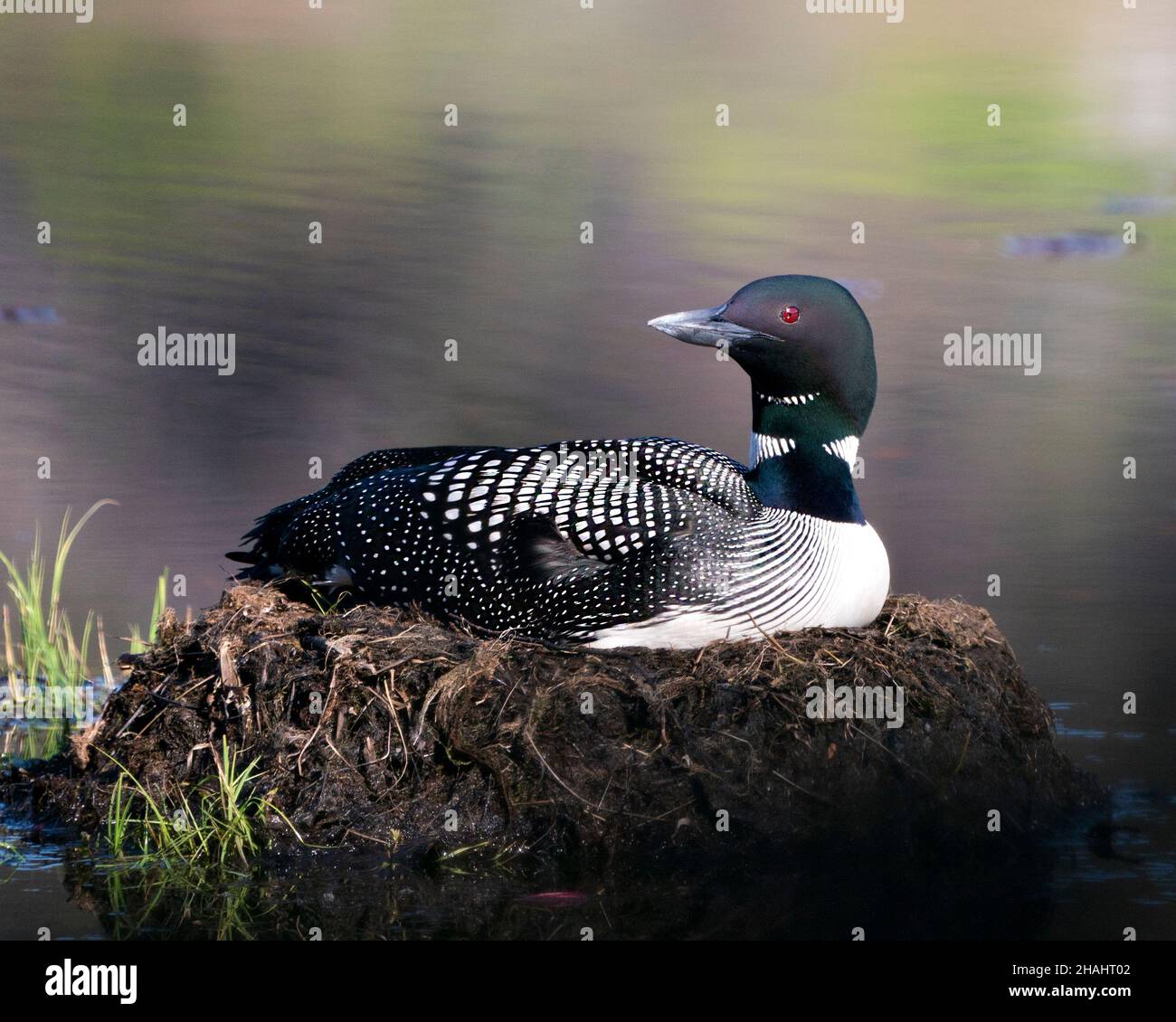 Loon nesting on its nest with marsh grasses, mud and water by the lake ...