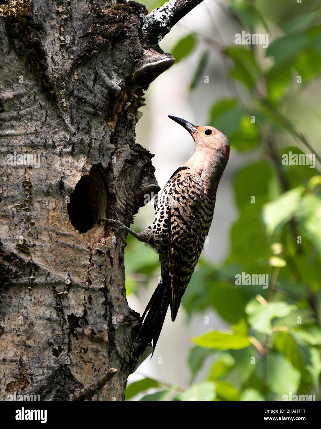 Northern flicker bird hi-res stock photography and images - Alamy