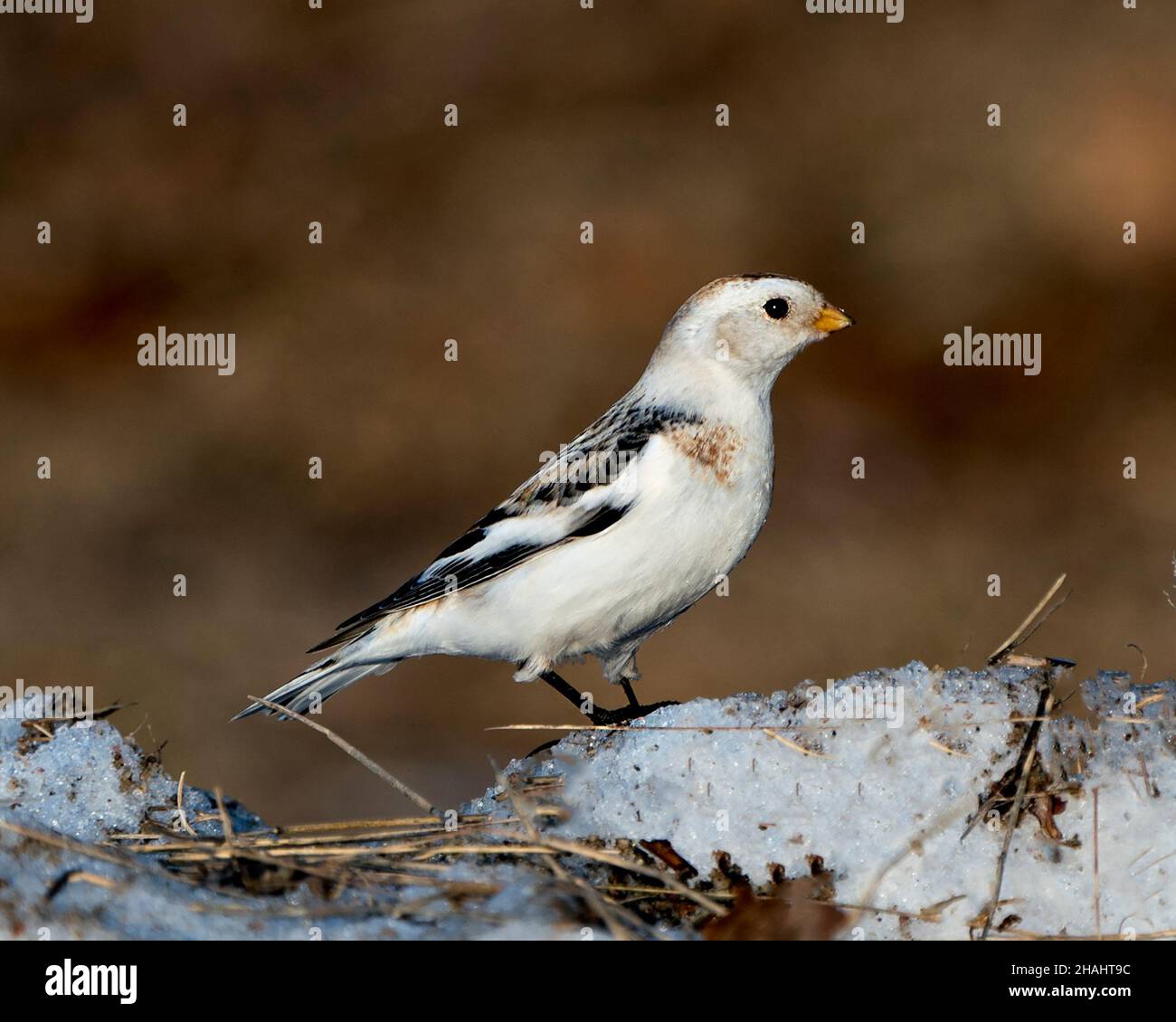 Snow bunting close-up profile view, standing on snow with a blur ...