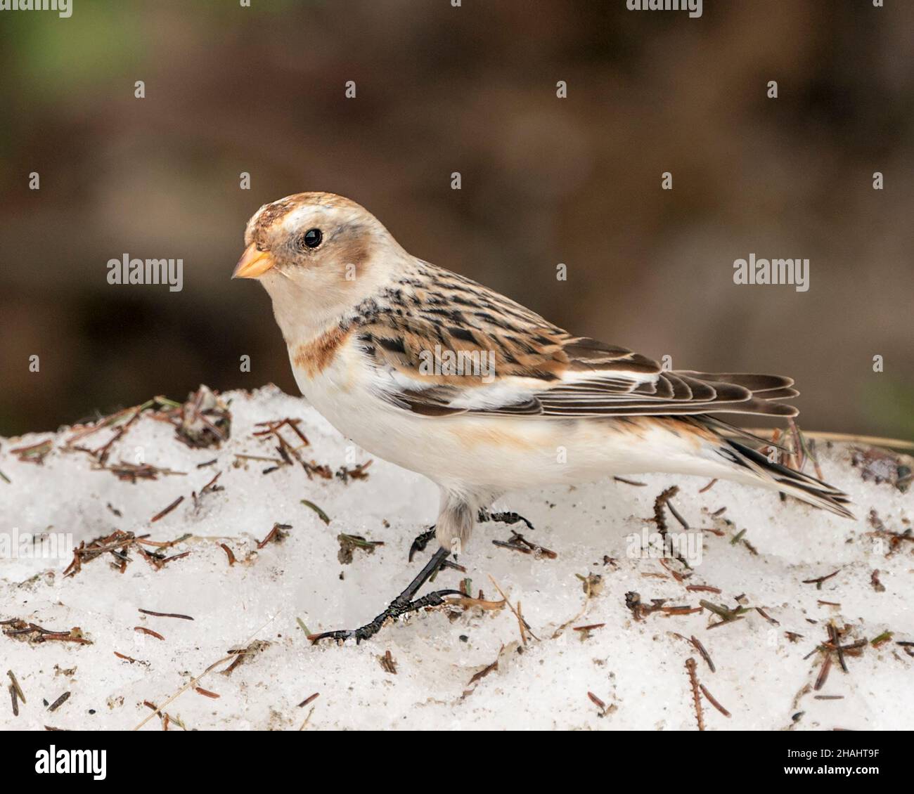 Snow Bunting bird close-up side view, standing on snow with a blur ...