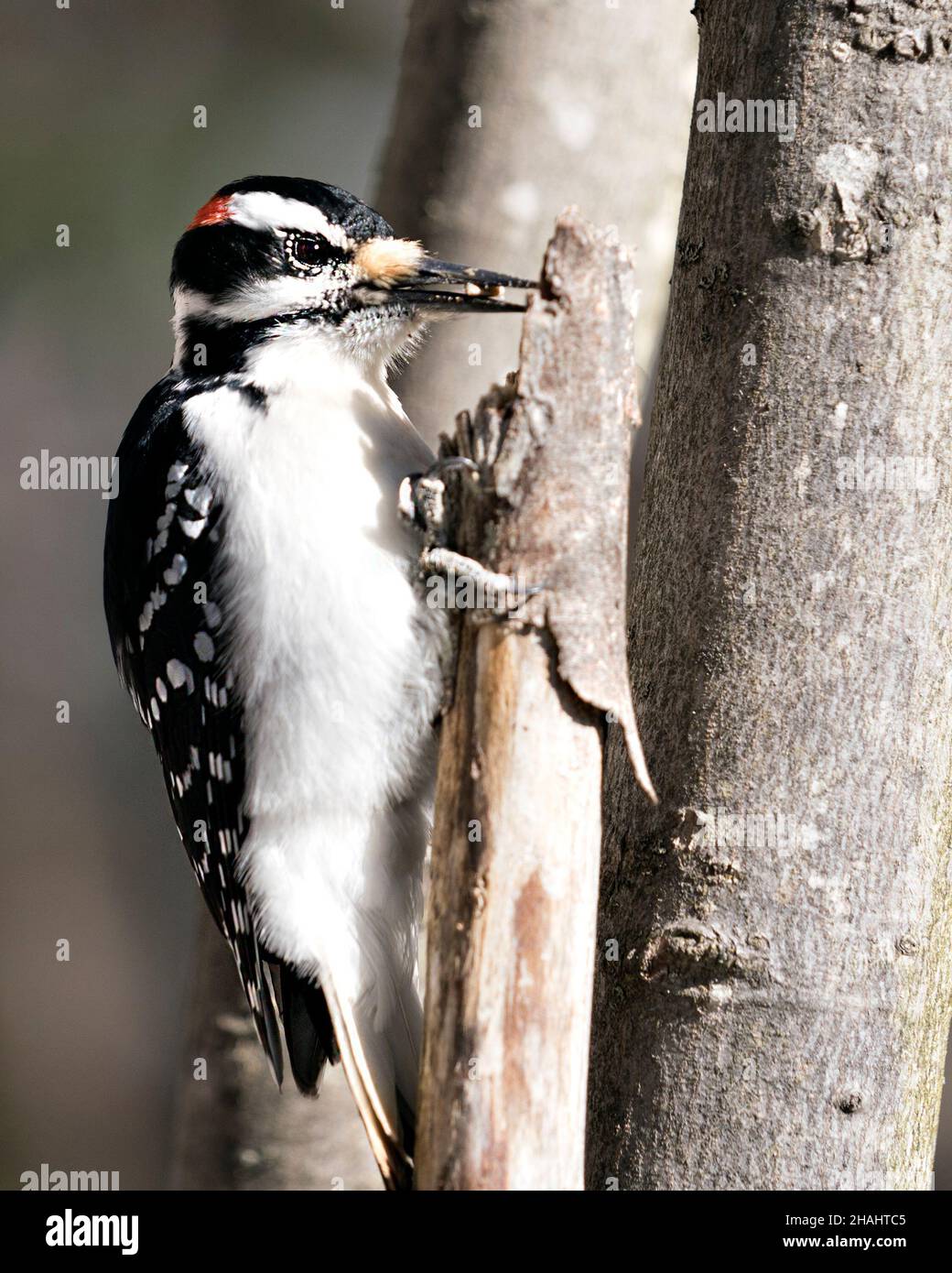 Woodpecker male close-up profile view climbing tree trunk and ...