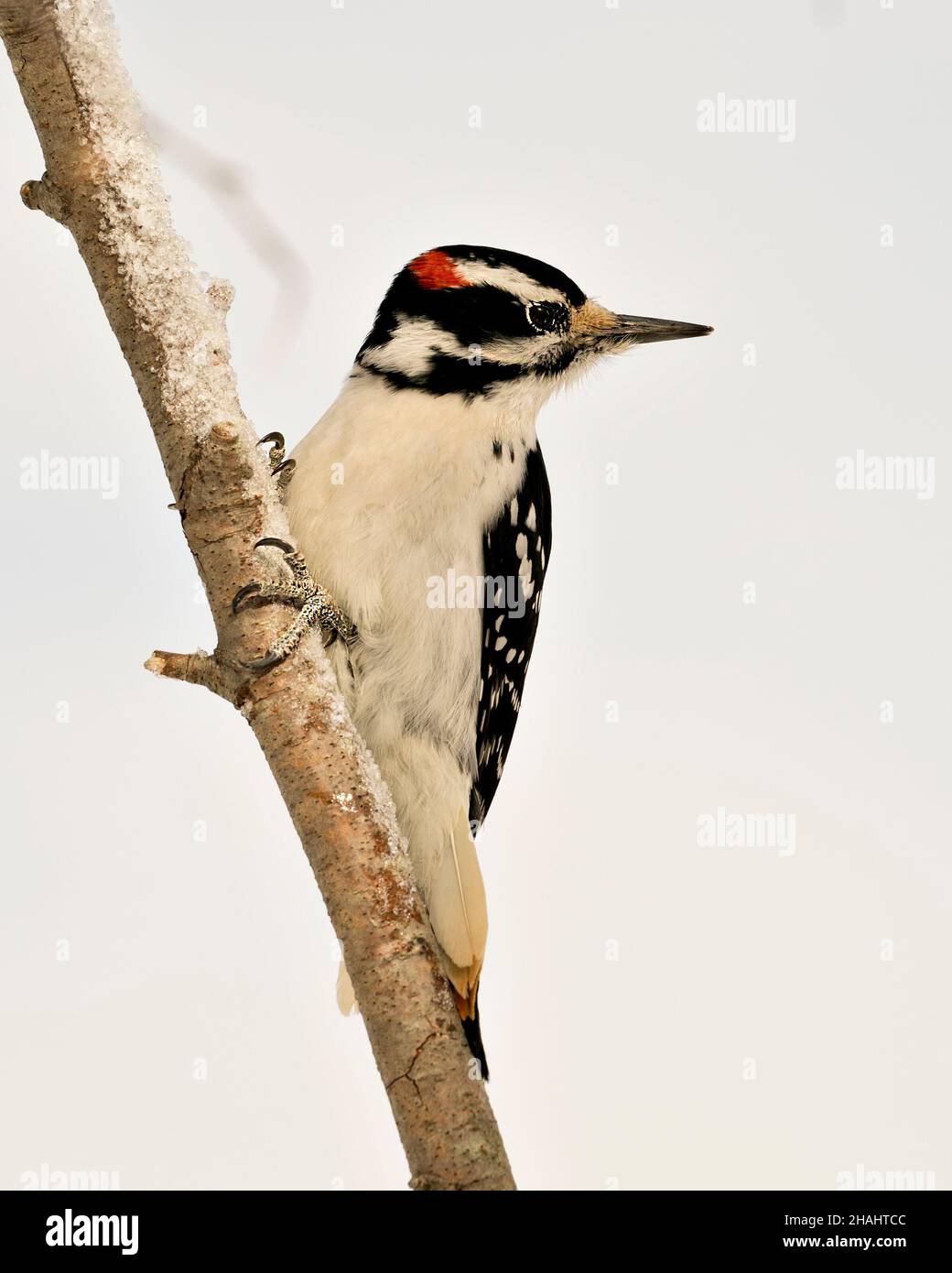 Woodpecker close-up profile view perched on a tree branch with blur ...