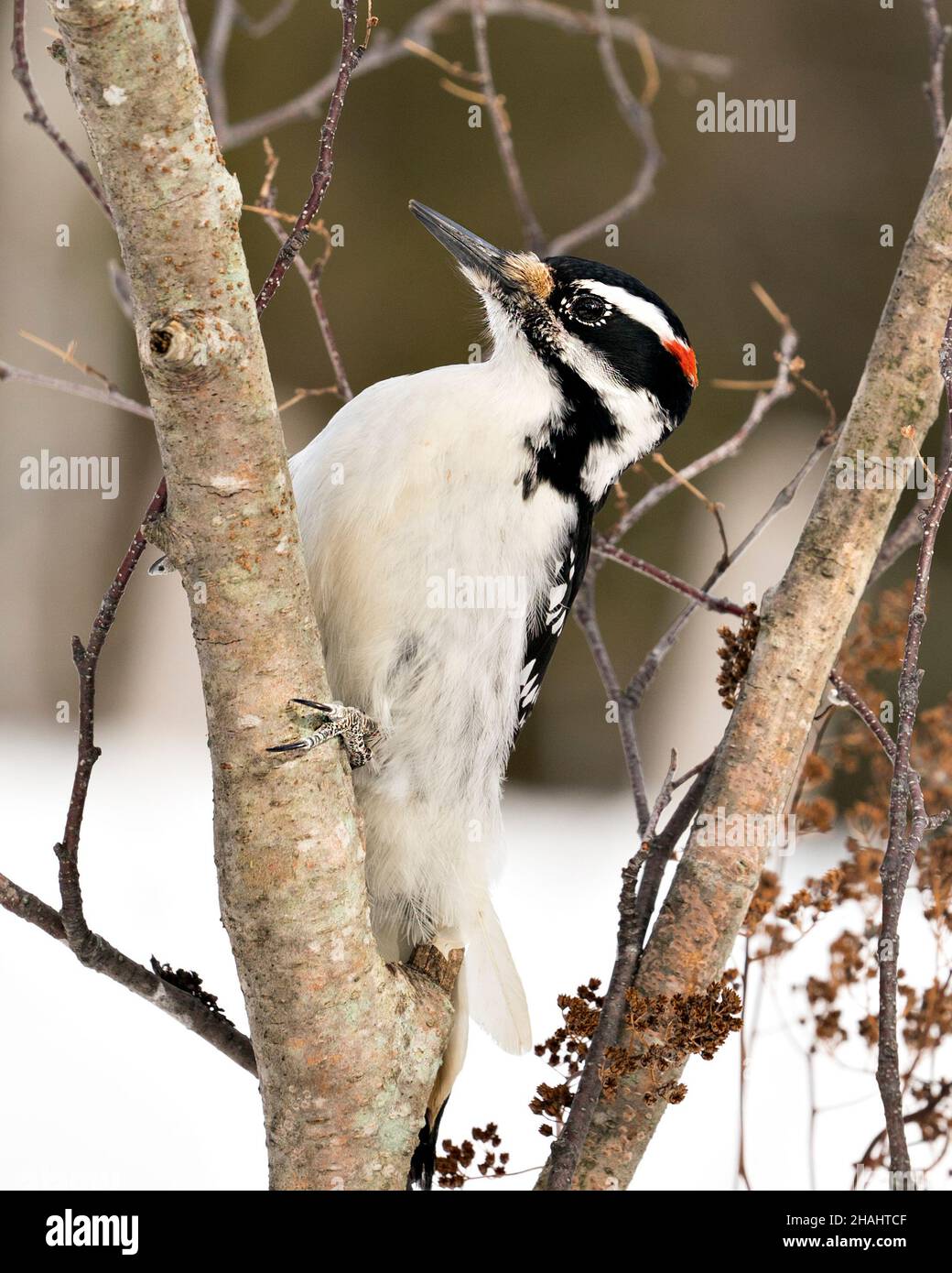 Woodpecker close-up profile view perched on a tree branch with blur ...