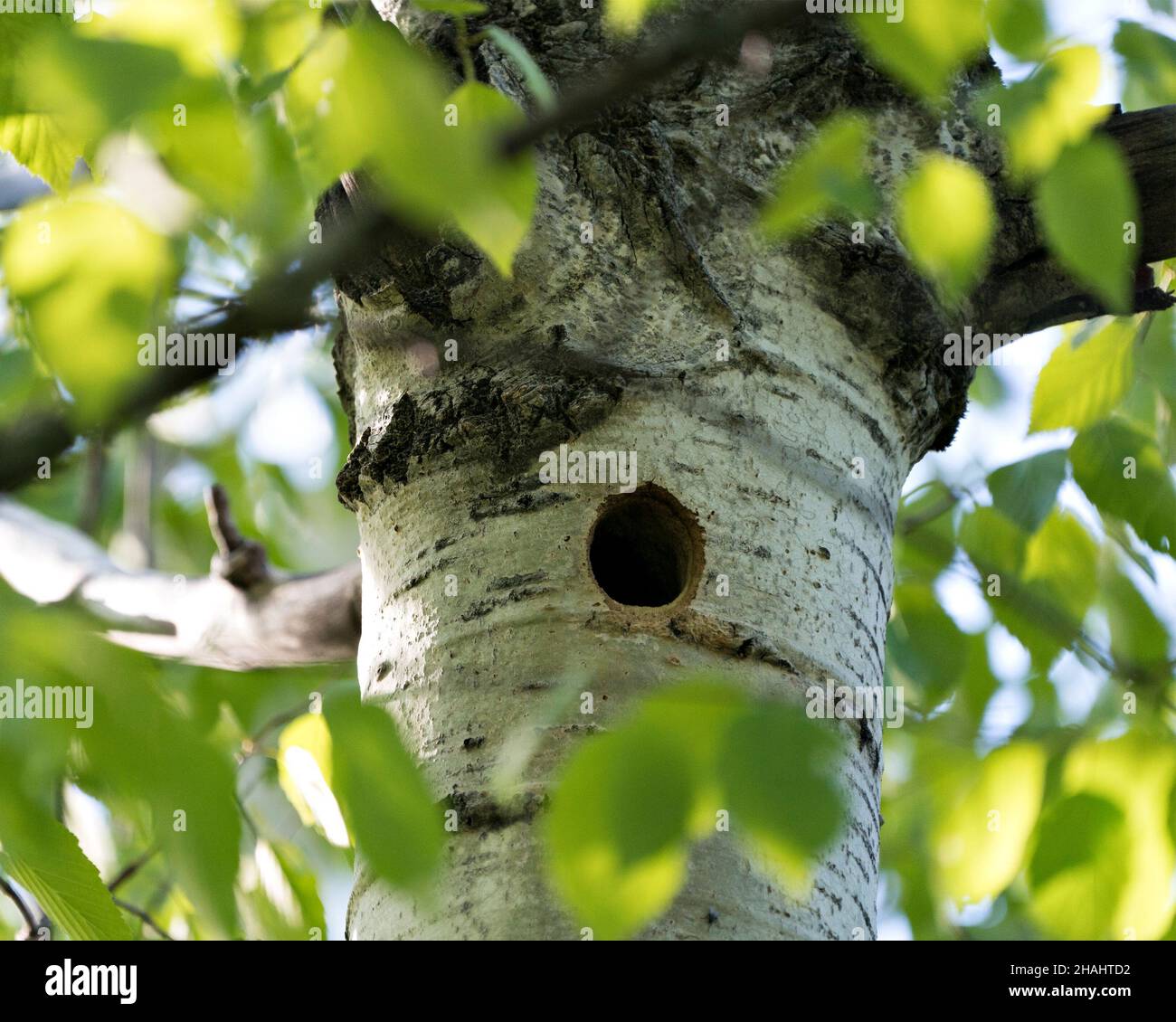 Woodpecker artist image hi-res stock photography and images - Alamy