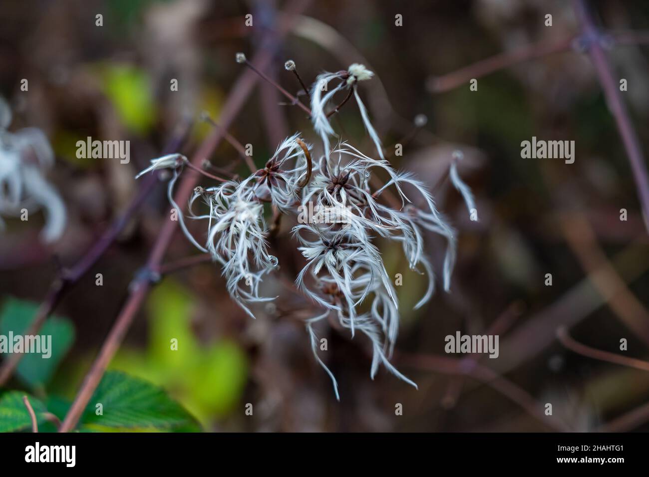 white abstract flower Stock Photo - Alamy