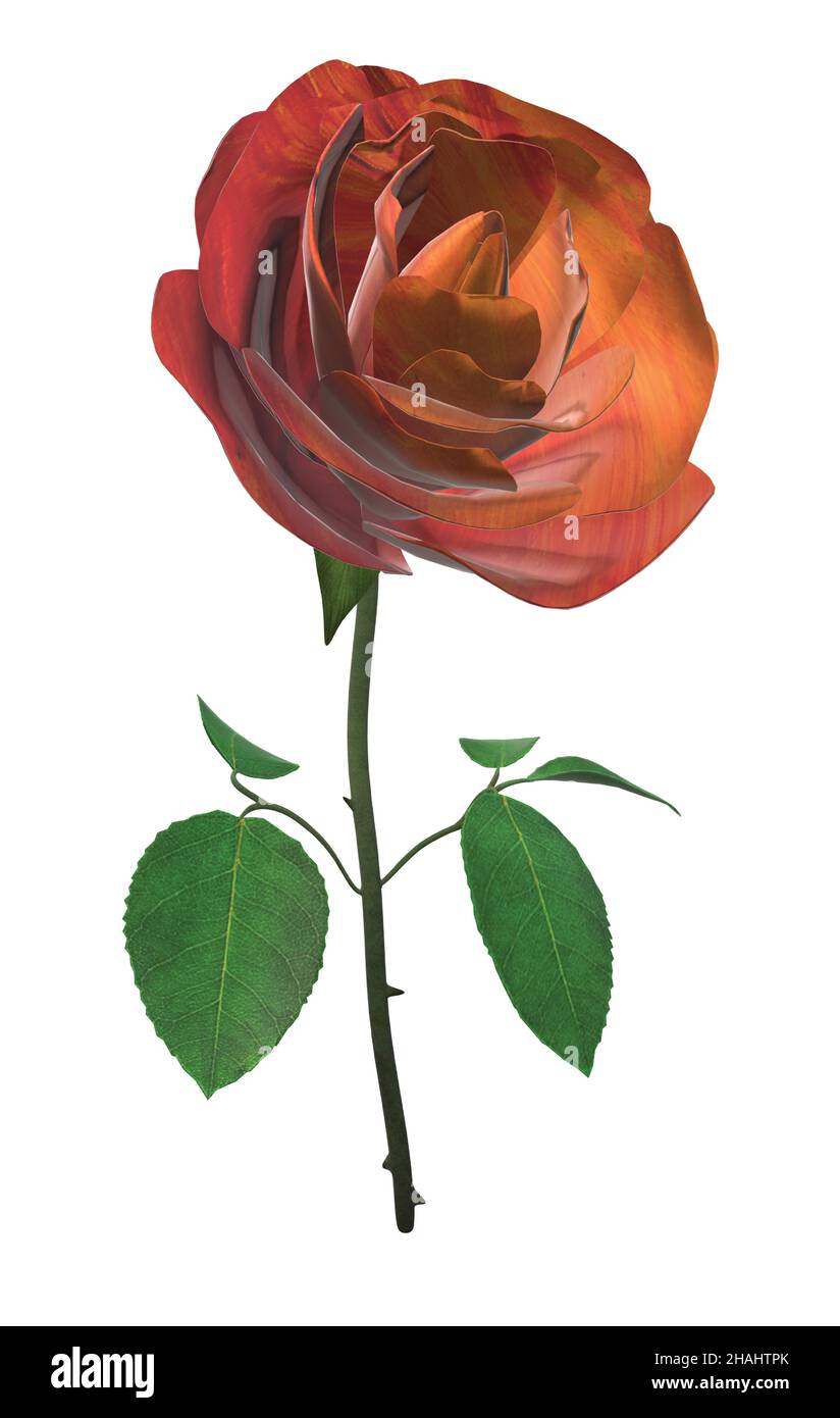 Orange Red Single Rose Stem Stock Vector Image & Art - Alamy