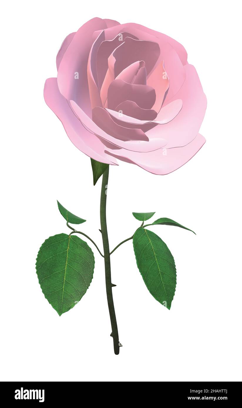 Solid Light Pink Single Rose Stem Stock Vector Image & Art - Alamy