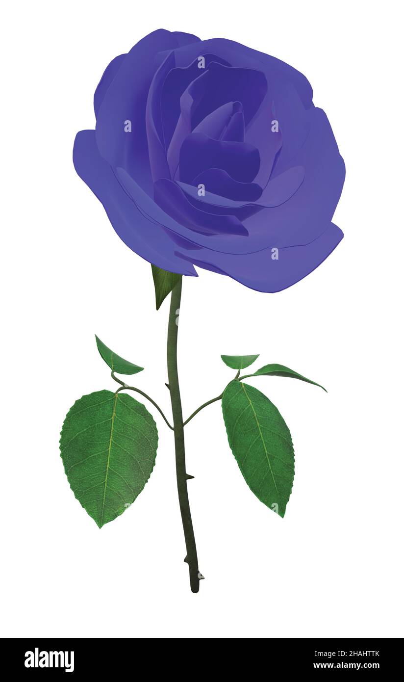Indigo Rose Stock Vector Images - Alamy
