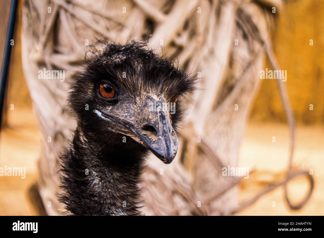 Limassol, Cyprus - December 12, 2021 Limassol Zoo, one of the biggest ...