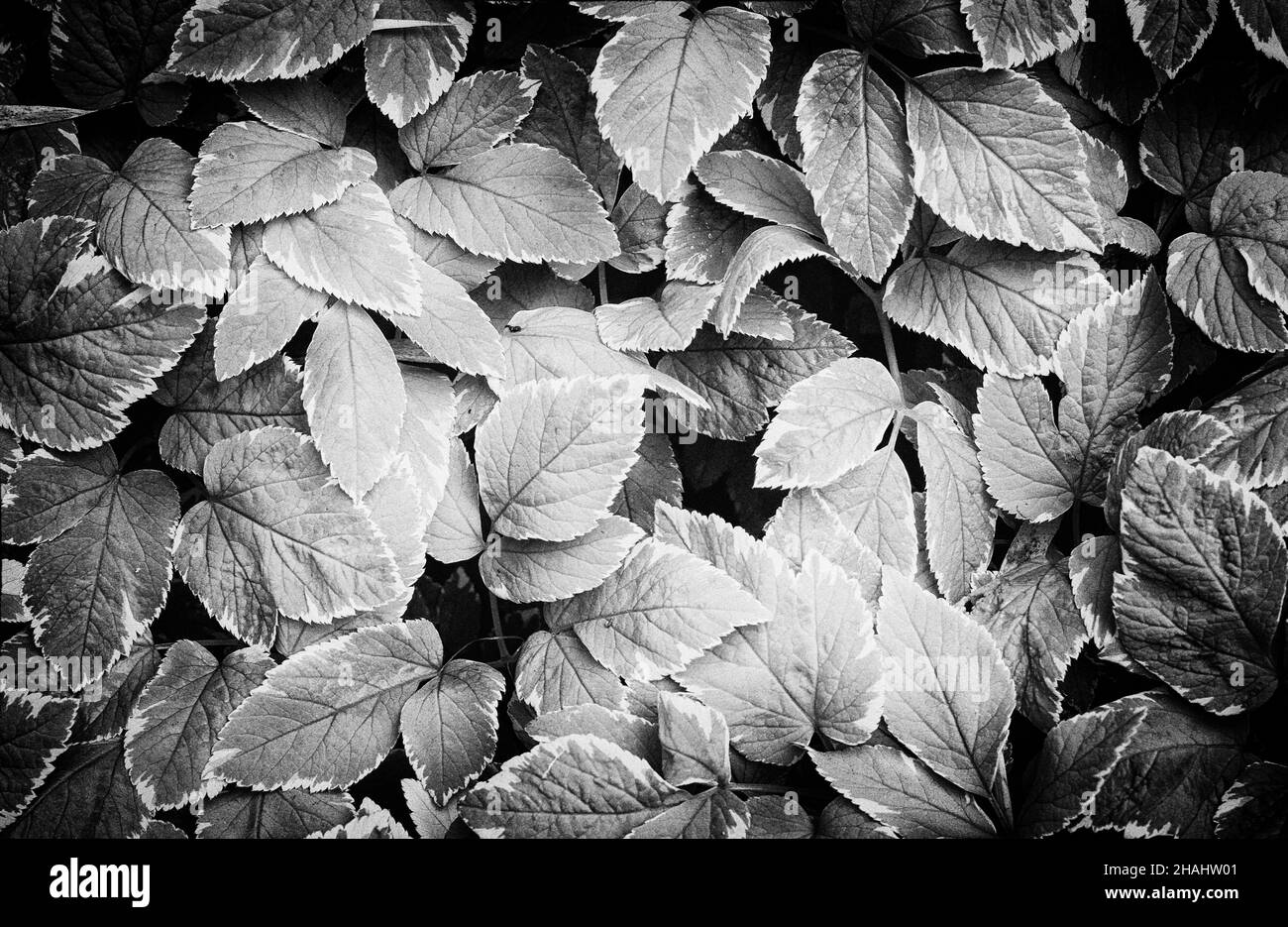 Bed of ivy Stock Photo - Alamy