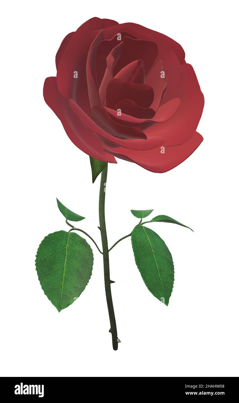 Solid Dark Red Single Rose Stem Stock Vector Image & Art - Alamy