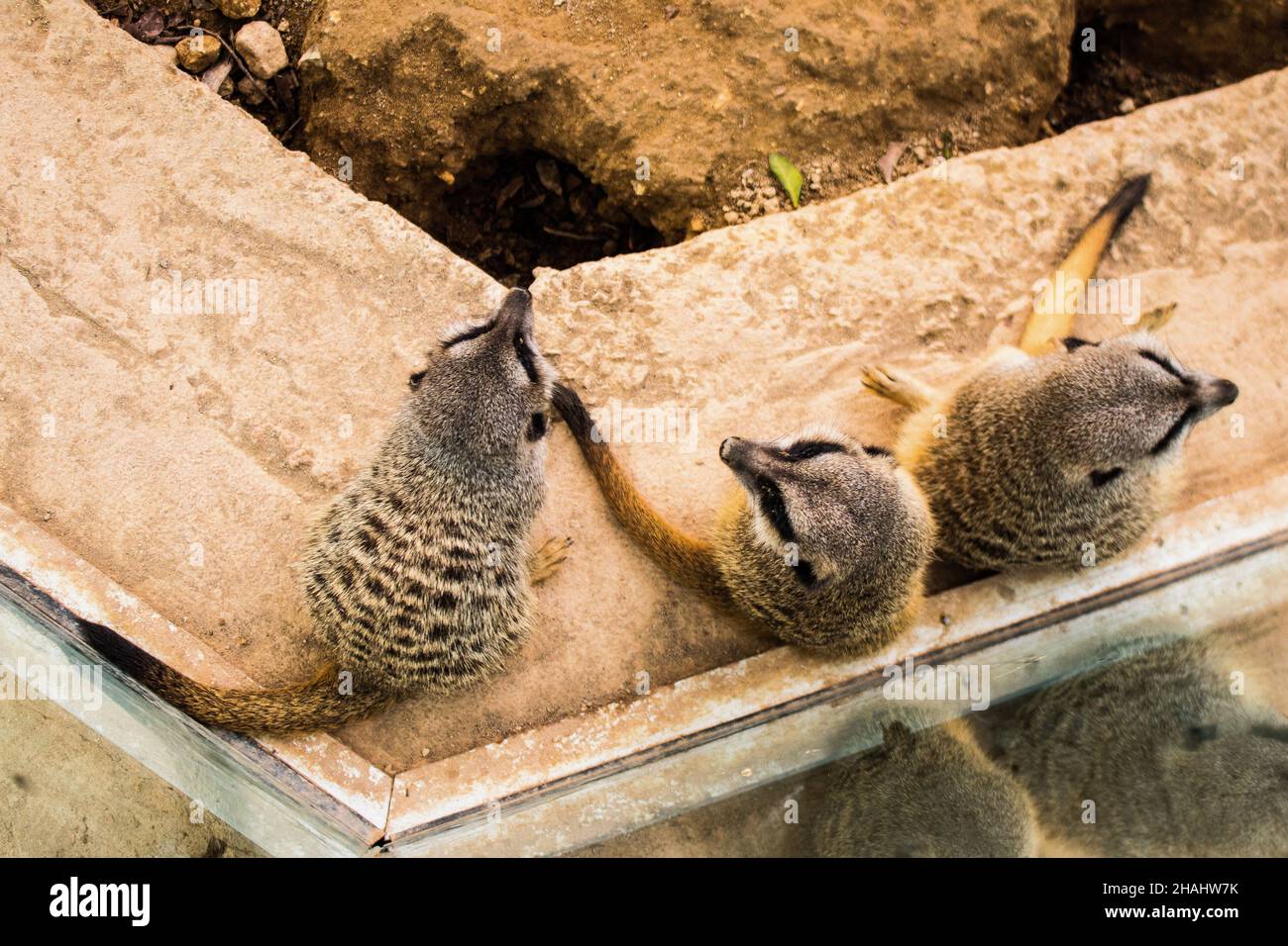 Limassol, Cyprus - December 12, 2021 Limassol Zoo, one of the biggest ...