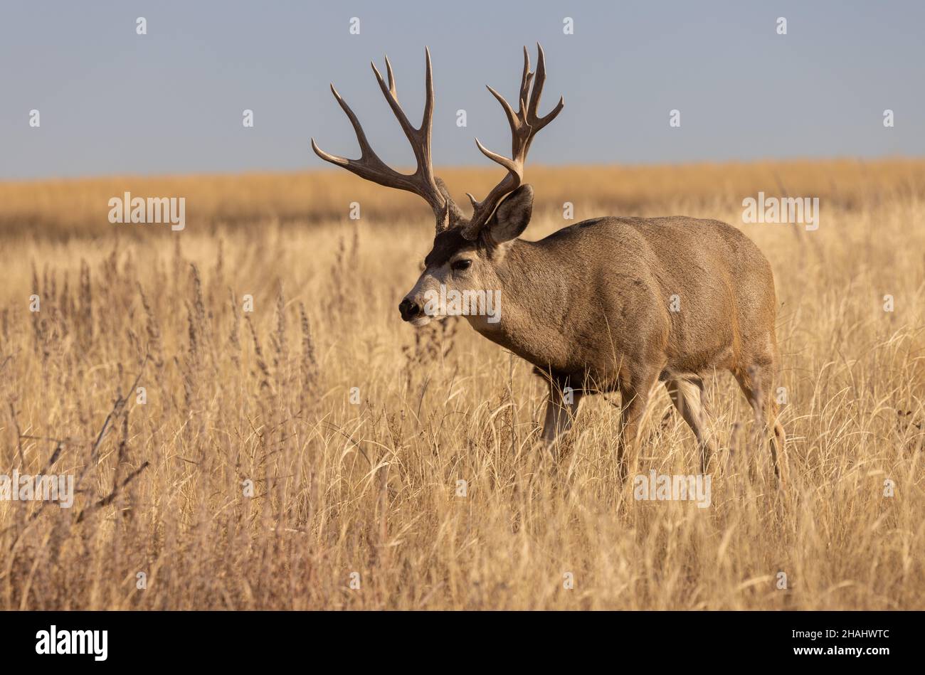 Mule Deer Buck in the Rut in Autumn in Colorado Stock Photo - Alamy