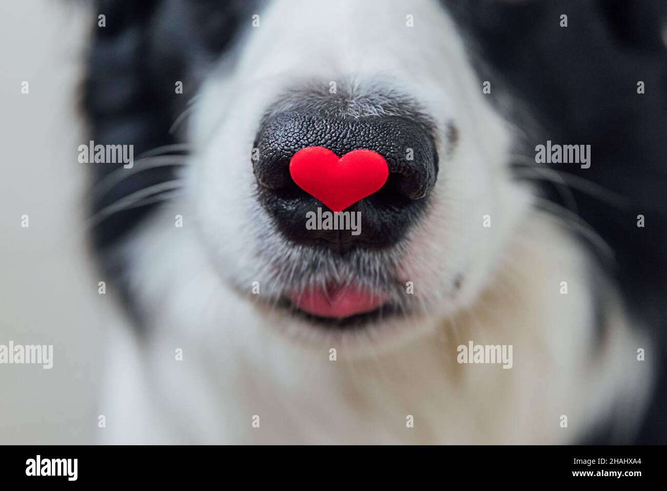 St. Valentine's Day concept. Funny portrait cute puppy dog border ...