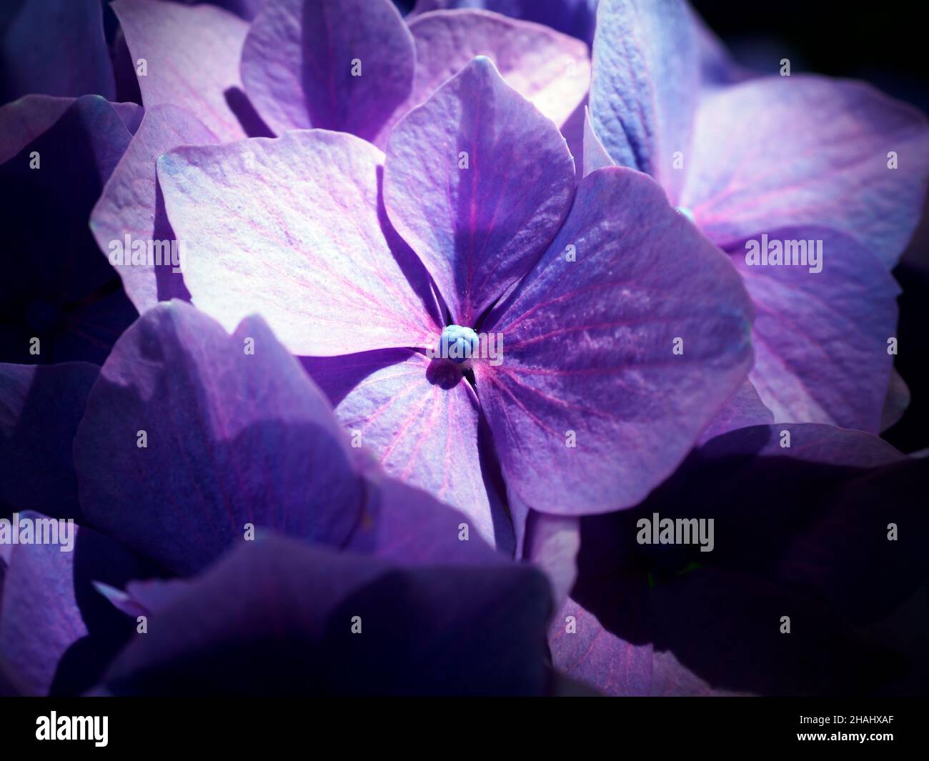 blue Mophead Hydrangea Macrophylla flowers Stock Photo - Alamy