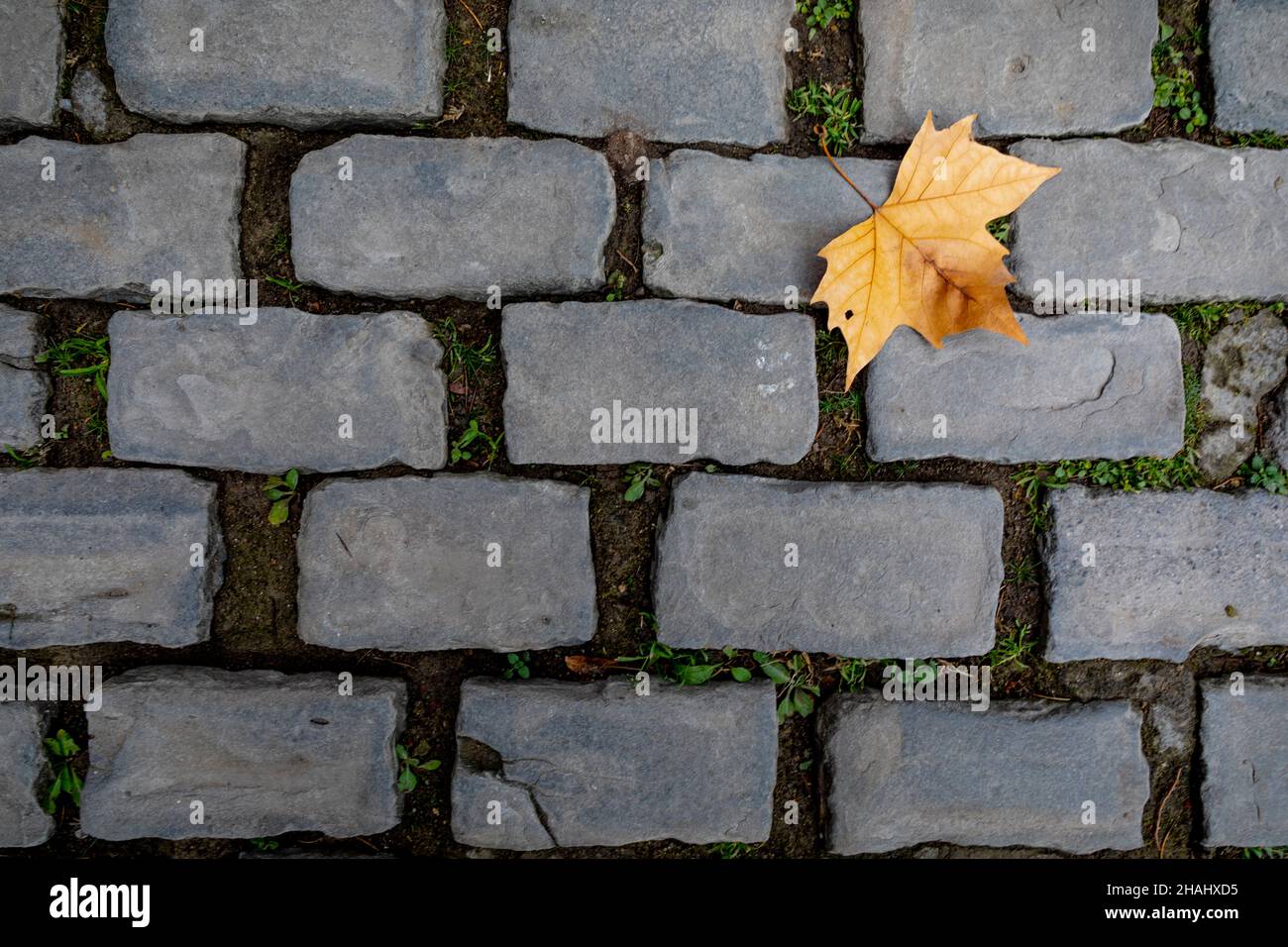 London plane tree leaf (Platanus × hispanica) on cobble stones Stock ...