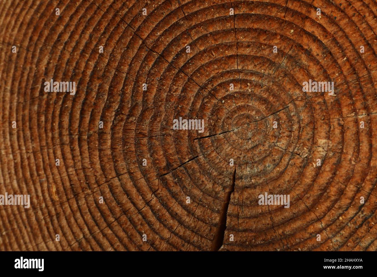 Wood cross section texture or surface, macro Stock Photo - Alamy