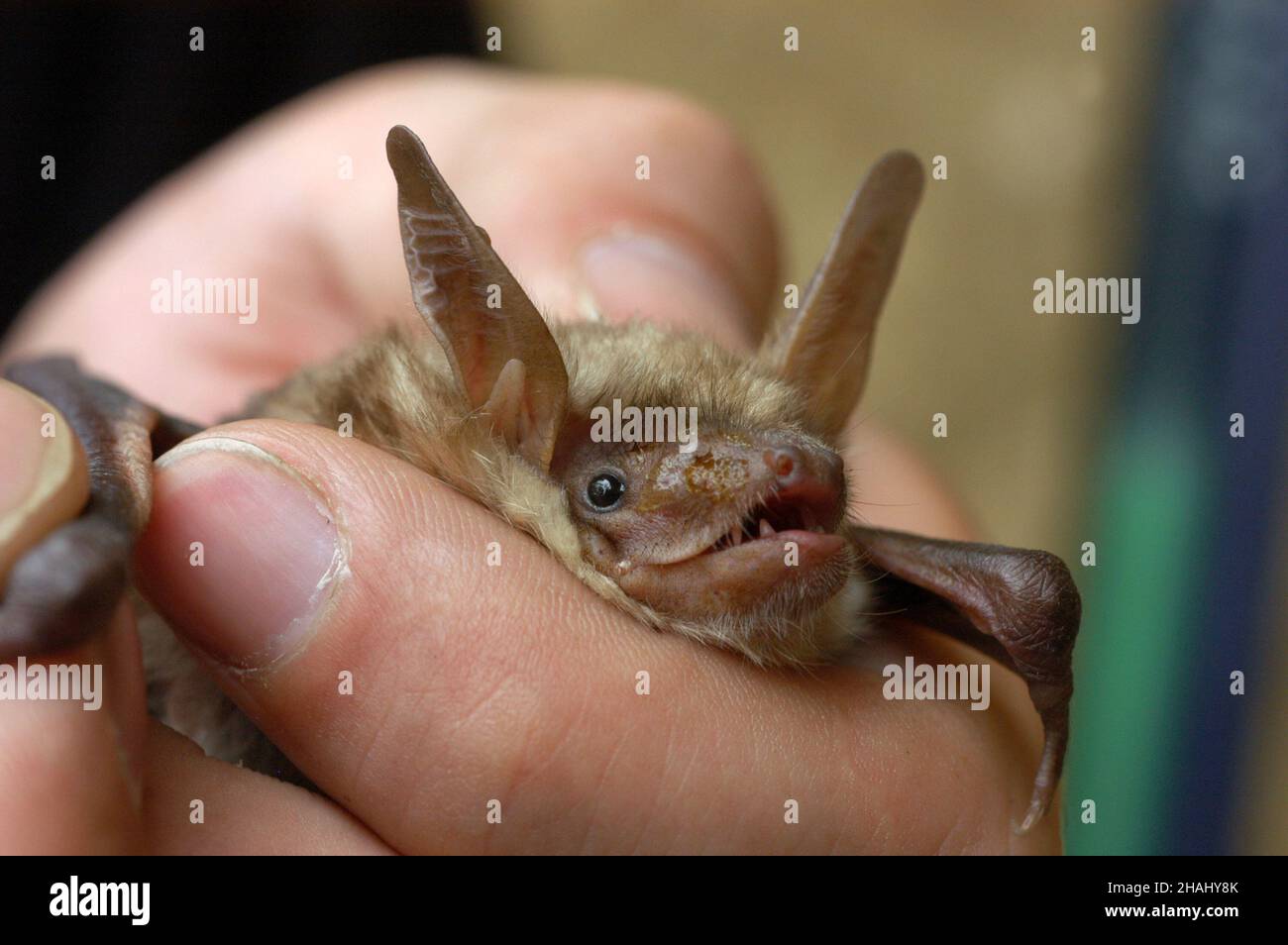 Studying bats hi-res stock photography and images - Alamy