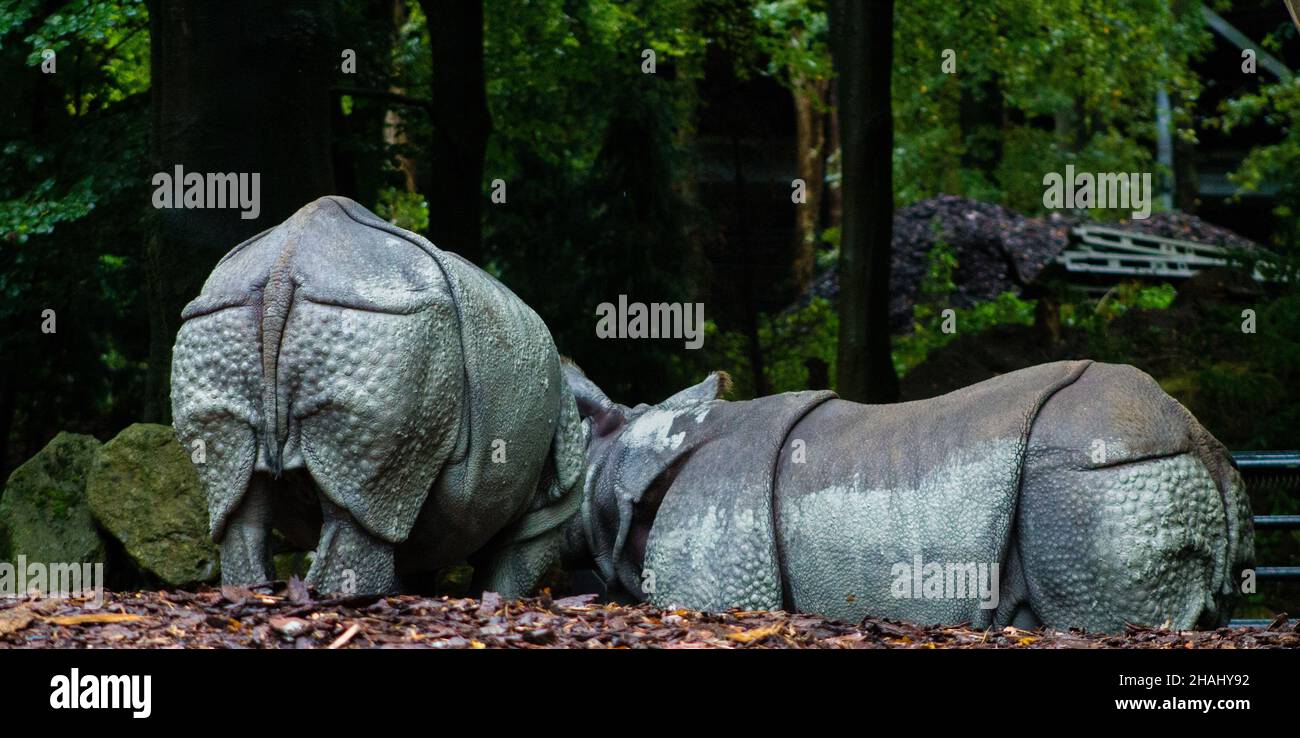 Crash of rhinos (Rhinocerotidae) walking in the Amersfoort Dierenpark ...