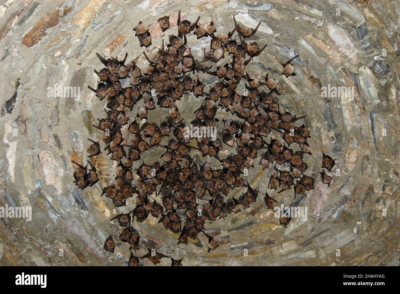 Group of sleeping bats colony in a cave. Caucasus mountains, Georgia ...