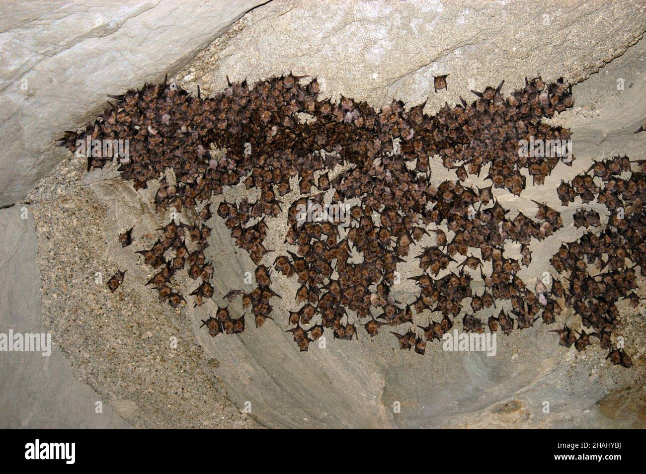 Group of sleeping bats colony in a cave. Caucasus mountains, Georgia ...