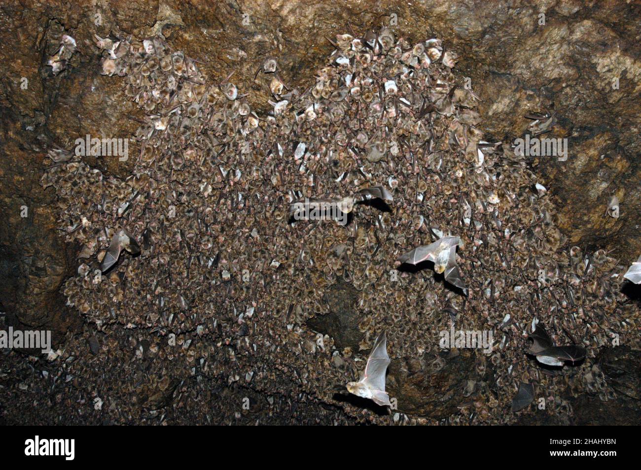 Group of sleeping bats colony in a cave. Caucasus mountains, Georgia ...
