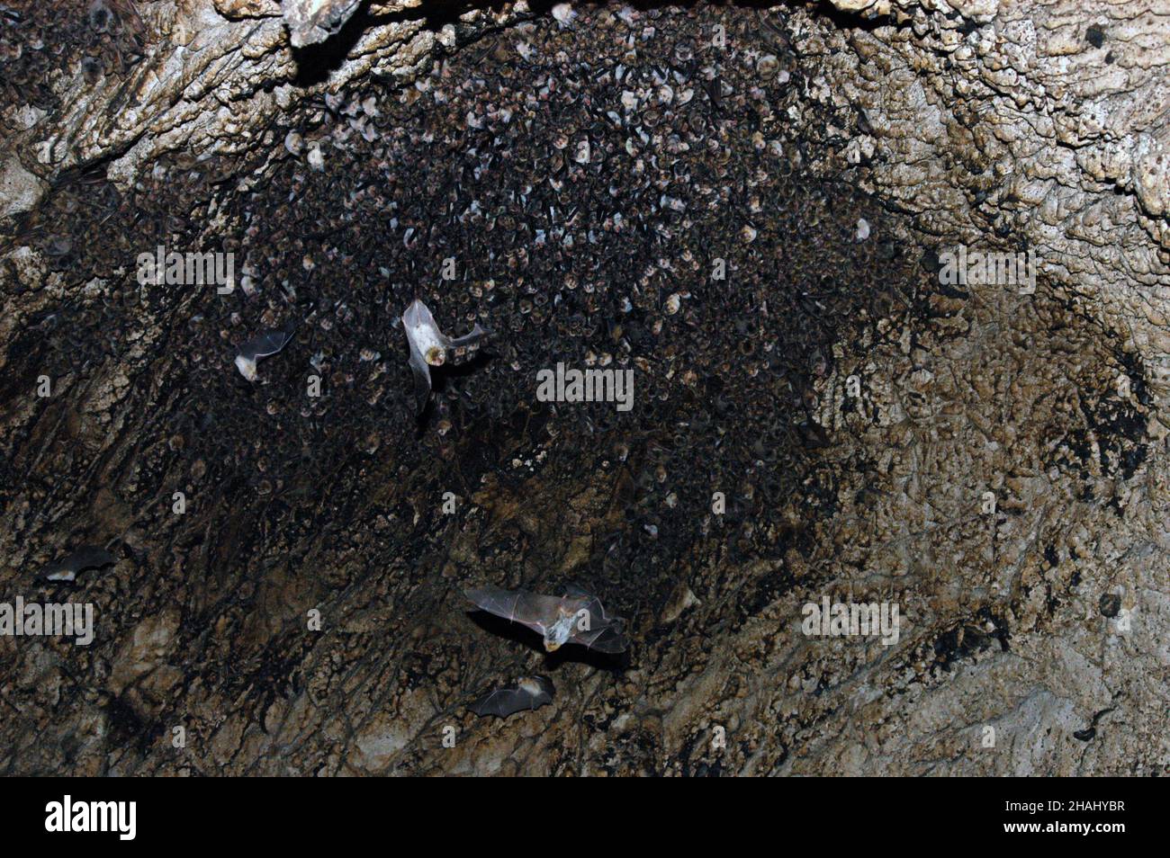 Group of sleeping bats colony in a cave. Caucasus mountains, Georgia ...
