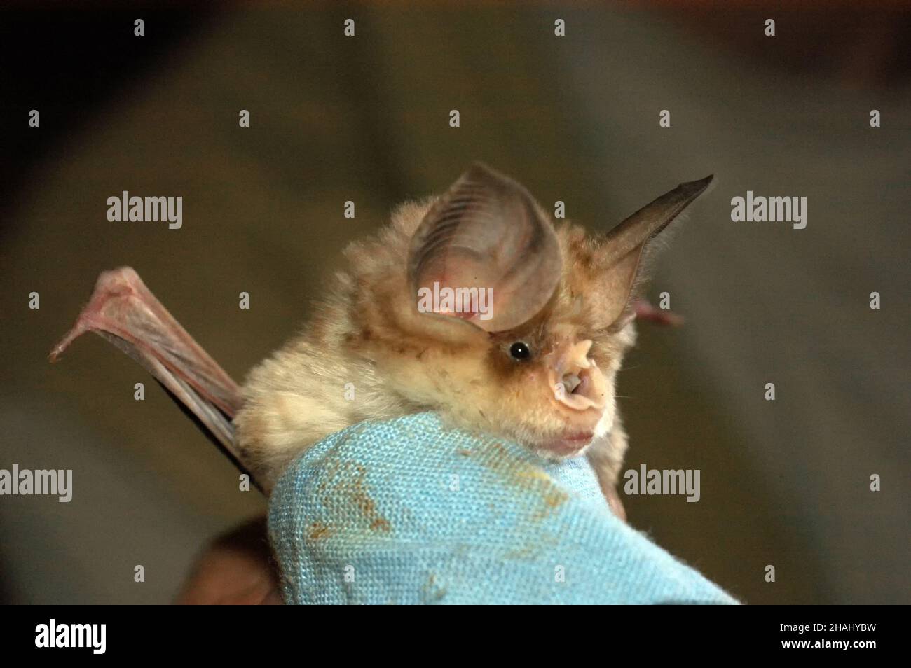 Chiropterologist holding and studying a bat in his hands Stock Photo ...
