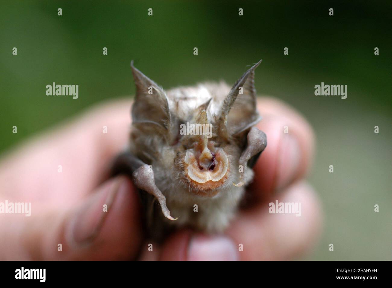 Chiropterologist holding and studying a bat in his hands Stock Photo ...
