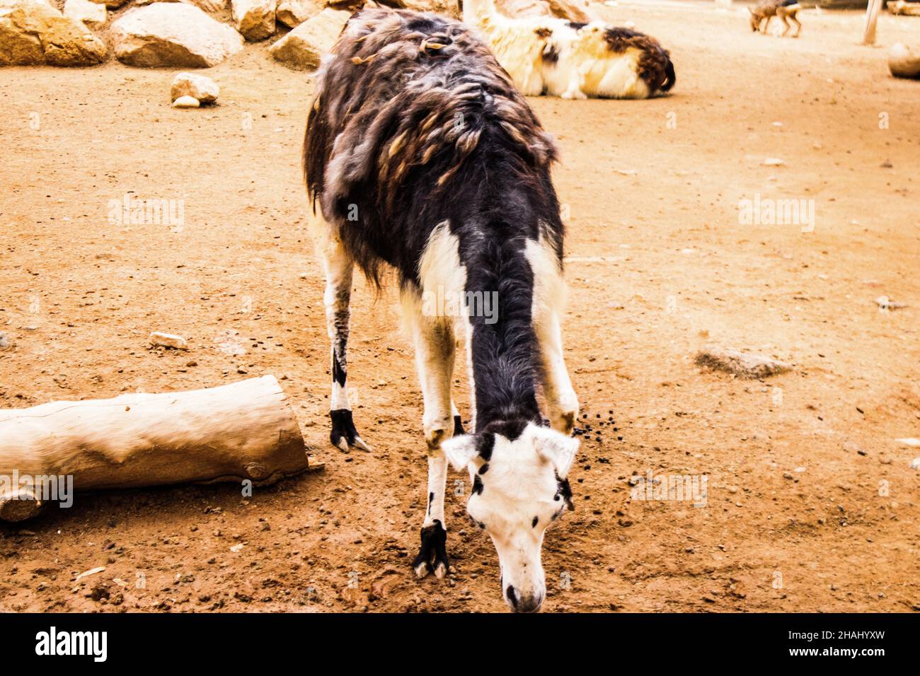 Limassol, Cyprus - December 12, 2021 Limassol Zoo, one of the biggest ...