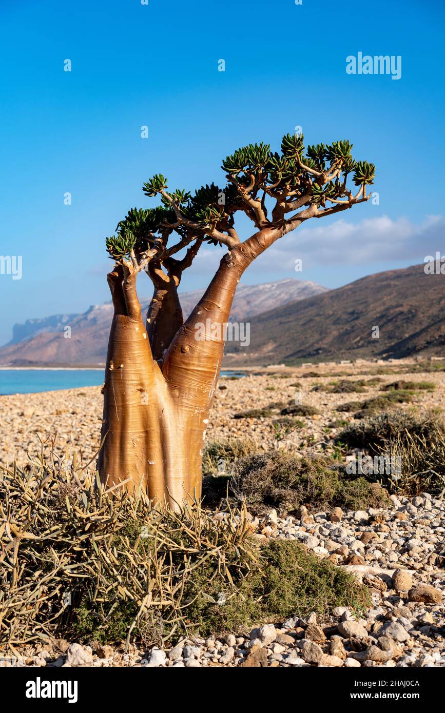 Socotra hi-res stock photography and images - Alamy