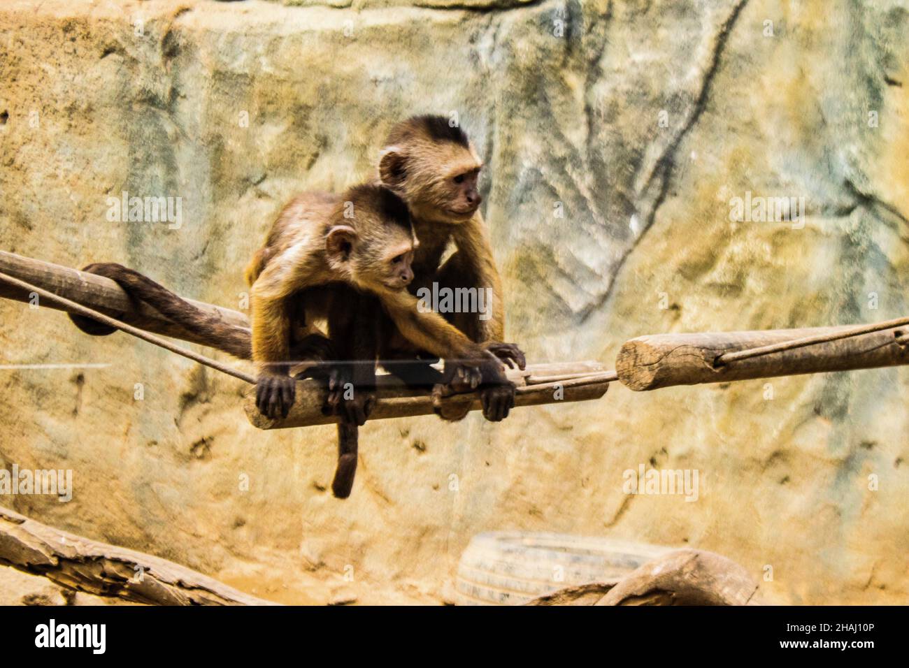 Limassol, Cyprus - December 12, 2021 Limassol Zoo, one of the biggest ...