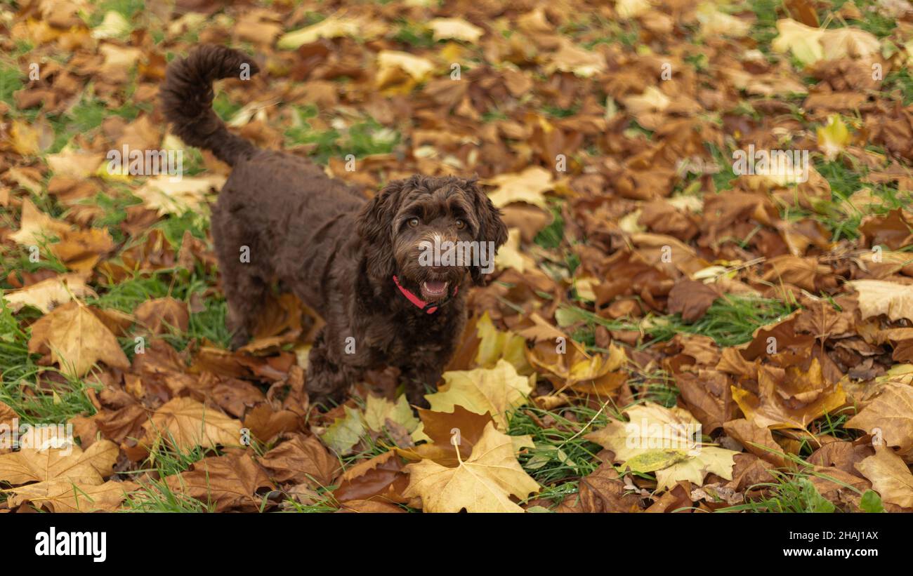 cute young cockerpoo standing in fallen autumn leves which are changing ...