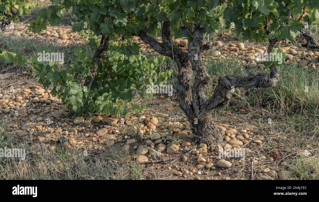 old gnarled wood of a Grenache bush vine in the vineyards with large ...