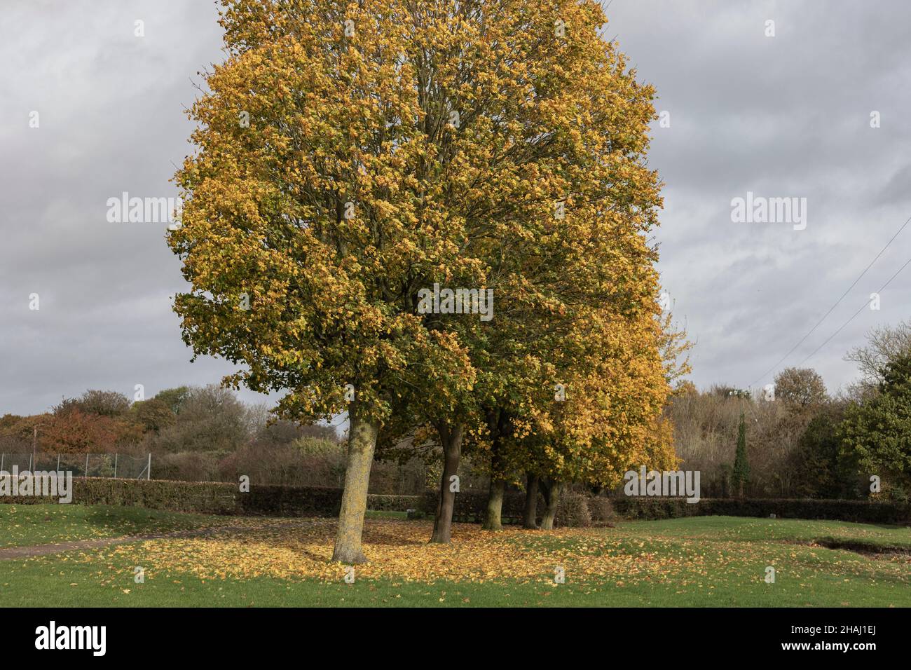 A row of trees standing in a row and loosing their leaves as the autumn ...