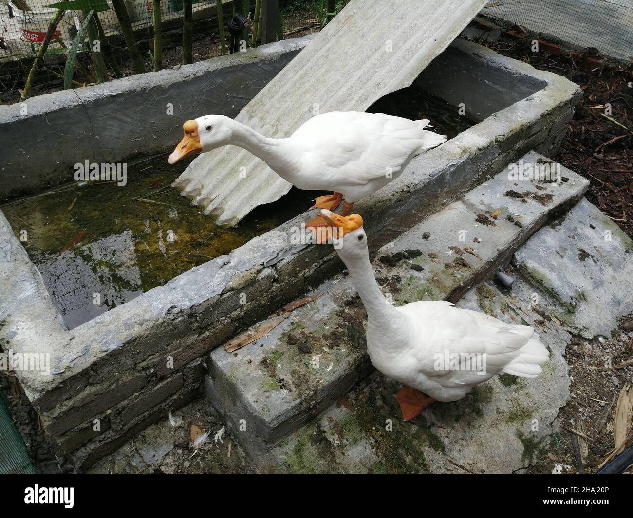 White goose taking bath Stock Photo - Alamy