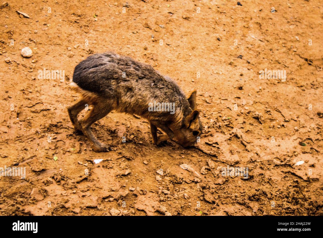 Limassol, Cyprus - December 12, 2021 Limassol Zoo, one of the biggest ...