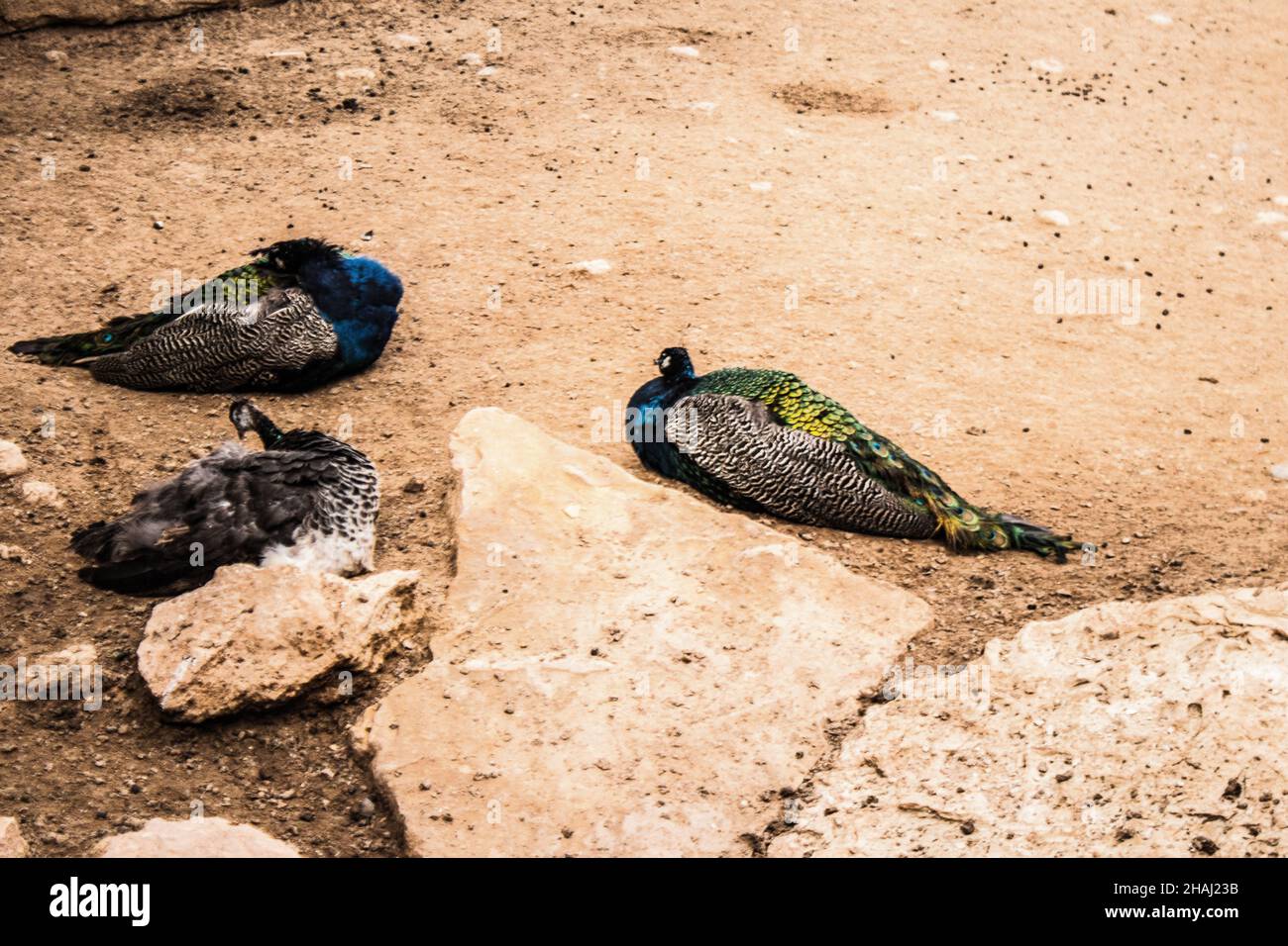 Limassol, Cyprus - December 12, 2021 Limassol Zoo, one of the biggest ...