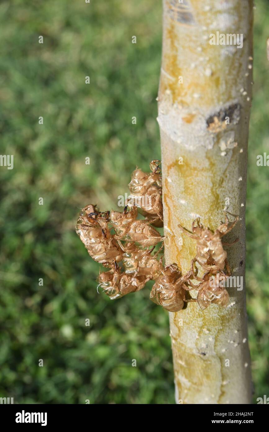 A group of shed Cicadas skins on a tree trunk Stock Photo - Alamy