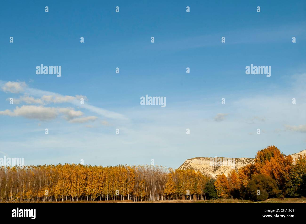Poplar forest in Alameda in the Fardes river valley Stock Photo - Alamy