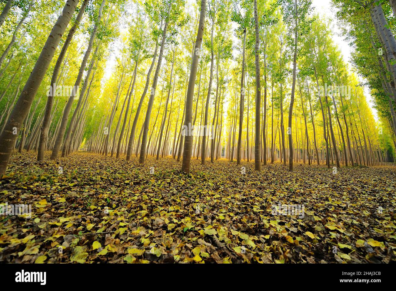Poplar forest in Alameda in the Fardes river valley Stock Photo - Alamy