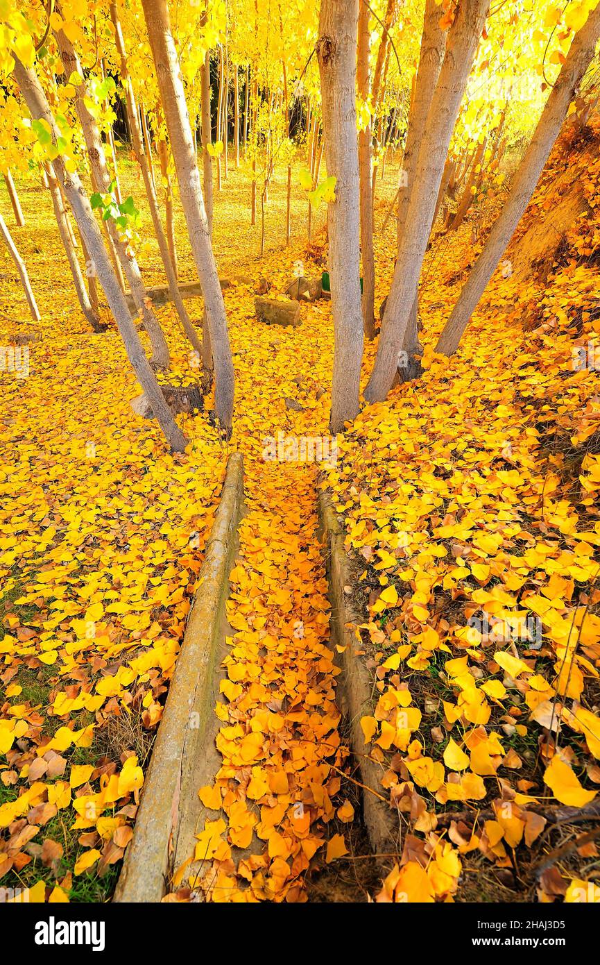 Poplar forest in Alameda in the Fardes river valley Stock Photo - Alamy