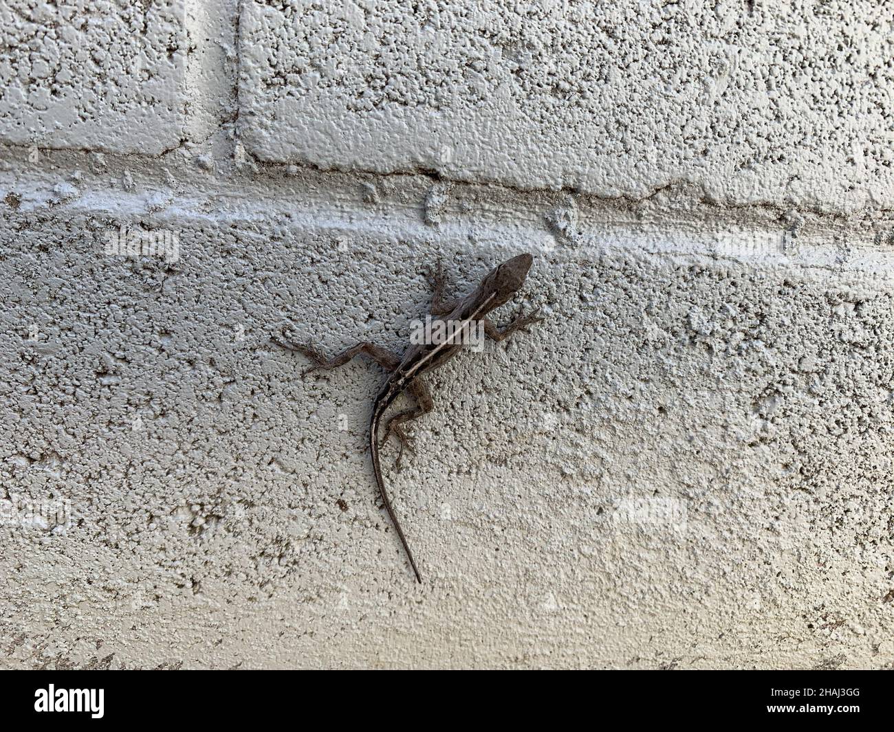 Small color-changing anole on the wall, Oahu, Hawaii Stock Photo - Alamy