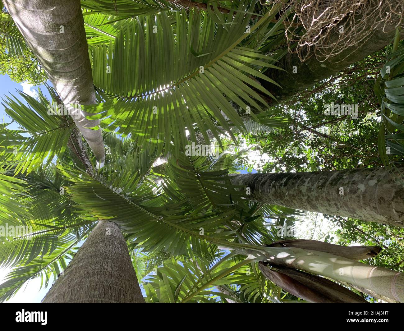 Low angle shot of a jungle with palm trees, Oahu, Hawaii Stock Photo ...