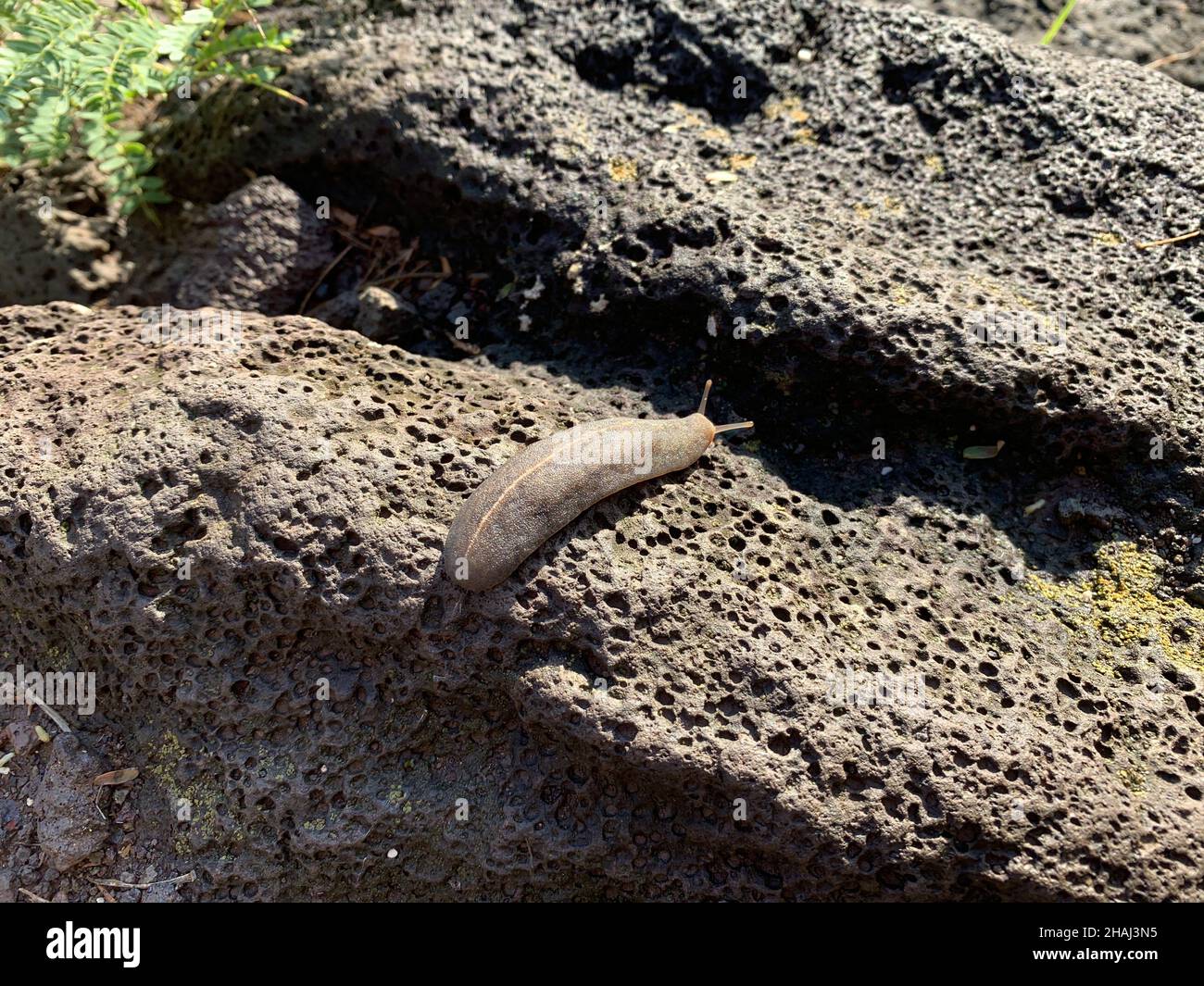 Grey Cuban slug on an igneous rock, Oahu, Hawaii Stock Photo - Alamy