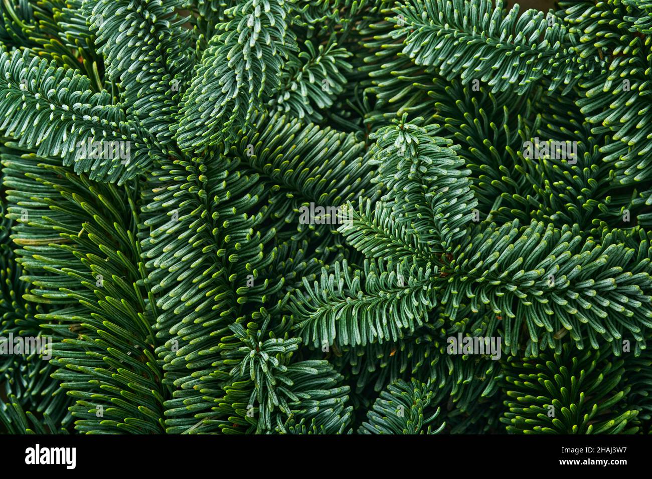 Christmas background of wild fir tree branches, holy plant, pinecones ...